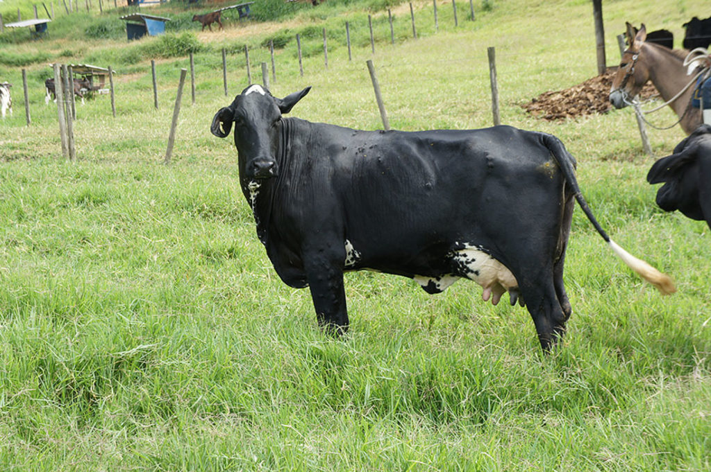 Girolando - JSV Agropecuária